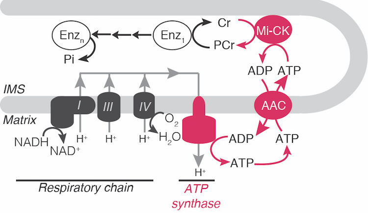 New pathway of energy expenditure from the Spiegelman Lab | Cell Biology