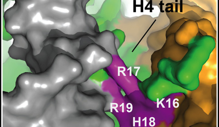 Moazed Lab discovers how histone tails clamp nucleosomal DNA to make ...