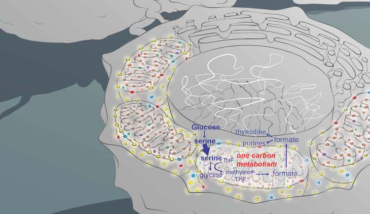 Haigis Lab identifies a novel program of mitochondrial proteome ...