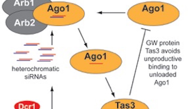 Moazed Lab uncovers a cellular safeguard that prevents the assembly of ...