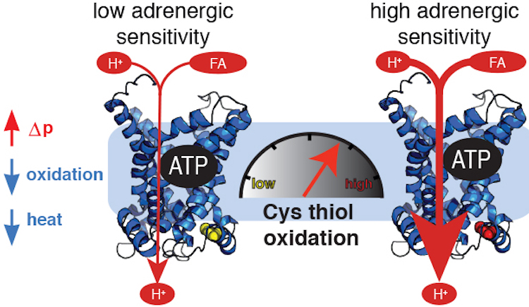 Spiegelman Lab identifies new signaling mechanism that regulates ...