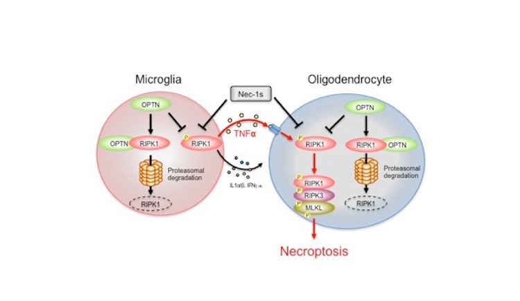 Yuan Lab discovers the role of RIPK1 in mediating axonal degeneration ...