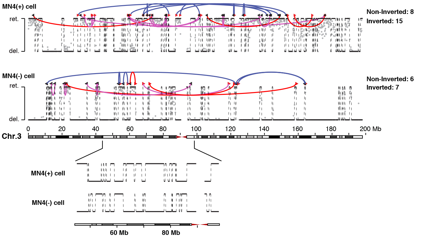 Pellman Lab defines the mechanism behind chromothripsis | Cell Biology