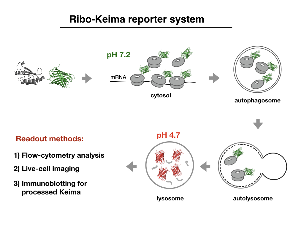 Through a systematic analysis of ribophagy in mammalian cells, the ...