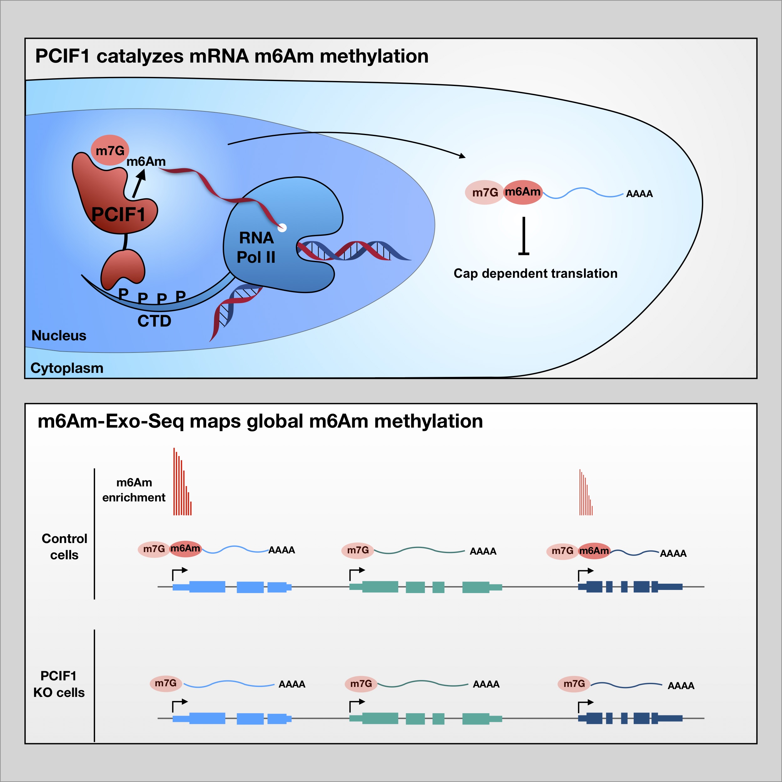 Shi Lab uncovers a new mechanism of gene expression regulation through ...