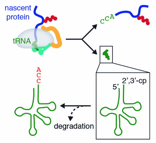 Shao Lab reveals a link between protein and tRNA quality control on ...