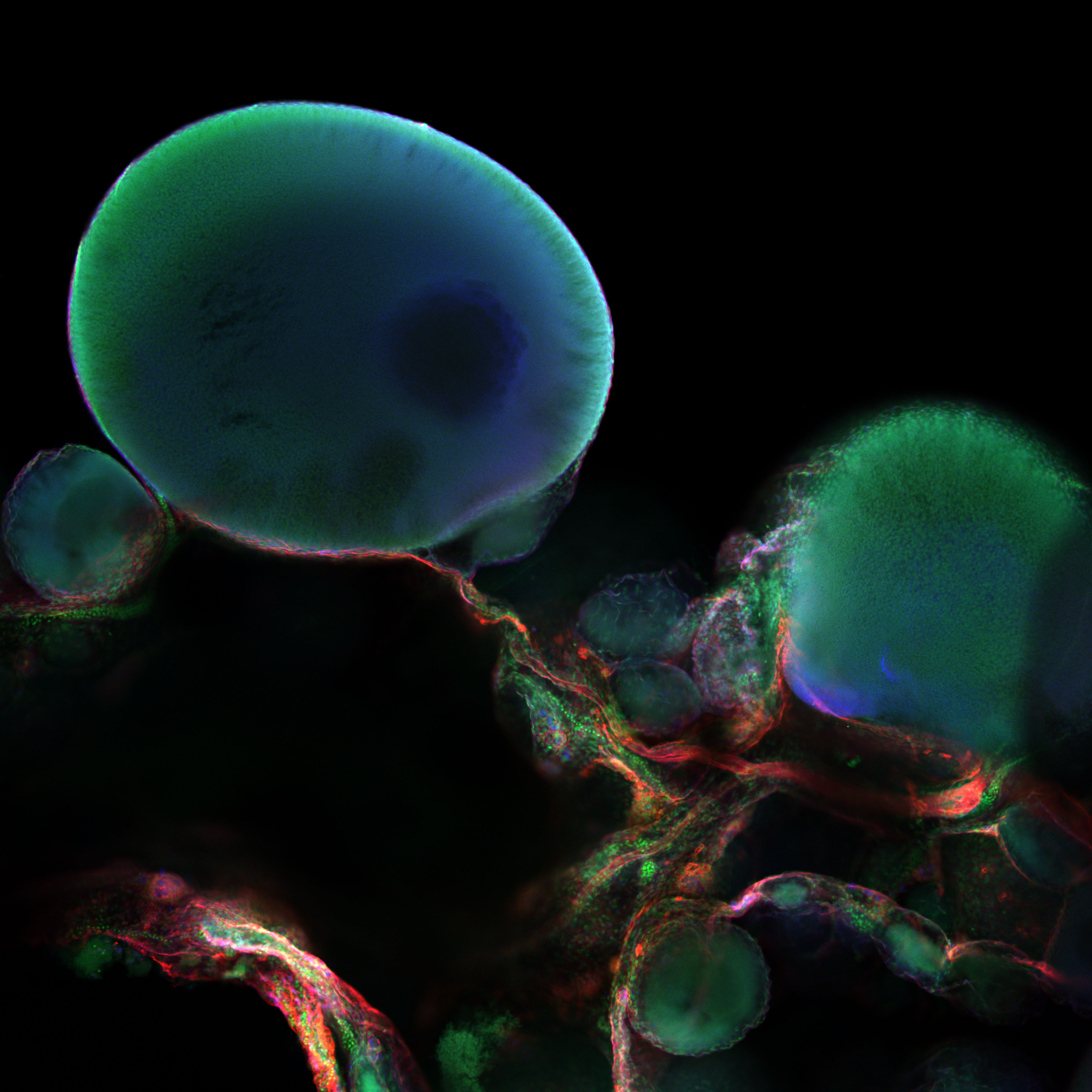 Gygi Lab develops methods to identify and quantify thousands of ... Gygi Lab develops methods to identify and quantify thousands of ...