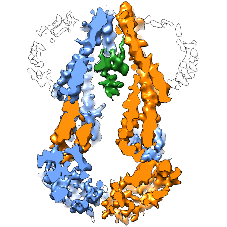 Liao lab uncovers the structural basis for LPS transport by ABC ...