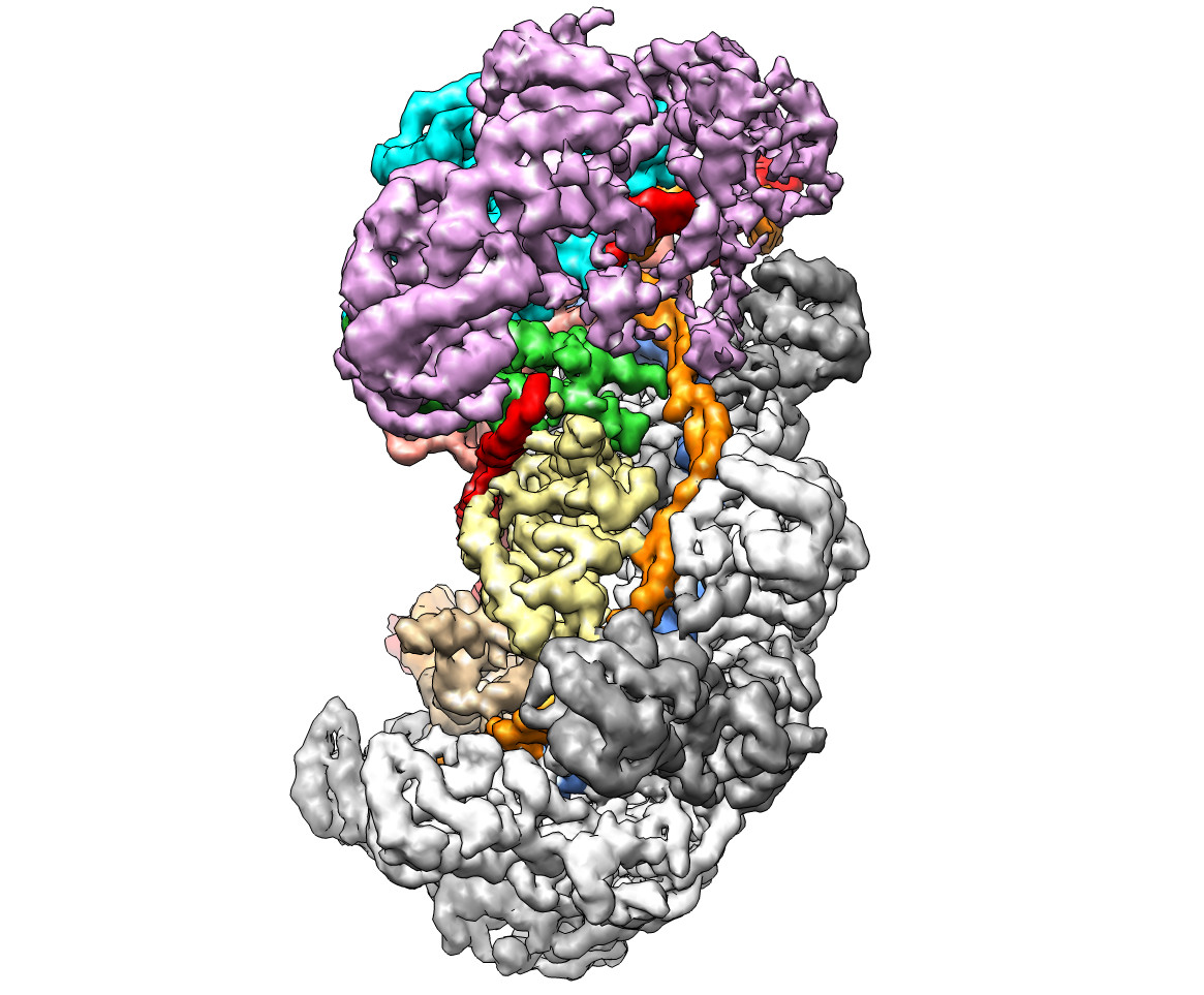 Liao lab uncovers the structural basis of RNA-guided DNA degradation by ...