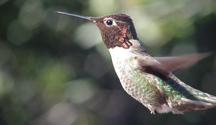 Liberles Lab finds that hummingbirds evolved a new way to detect sugars ...