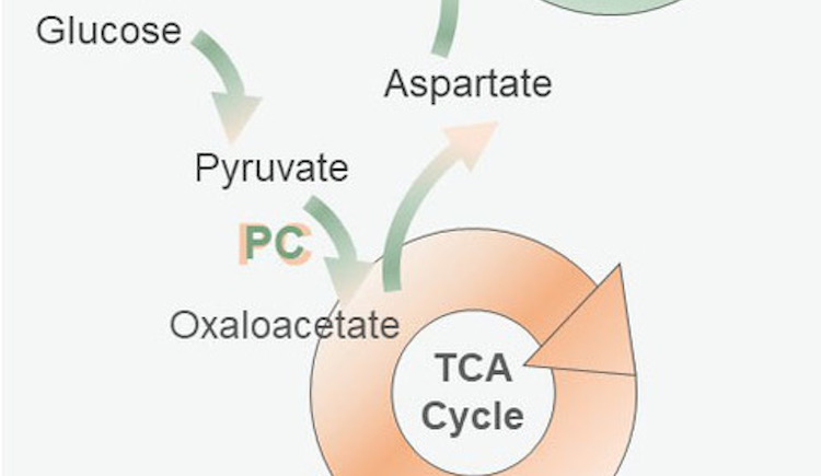 Danial Lab identifies a connection between mitochondrial pyruvate ...