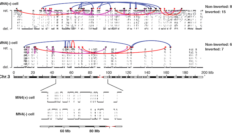 Pellman Lab defines the mechanism behind chromothripsis | Cell Biology