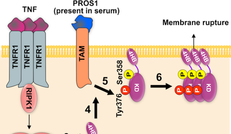 Yuan Lab discovers TAM kinases as mediators of necroptosis | Cell Biology