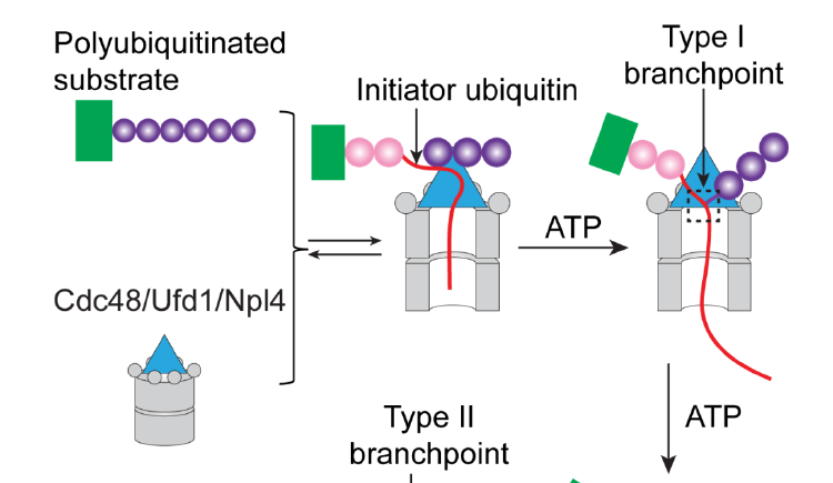 Rapoport lab reveals the mechanism how the Cdc48 ATPase translocates ...