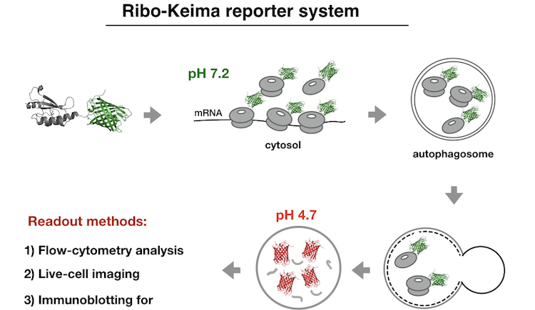 Through a systematic analysis of ribophagy in mammalian cells, the ...