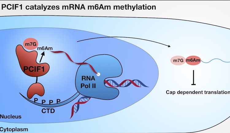 Shi Lab uncovers a new mechanism of gene expression regulation through ...