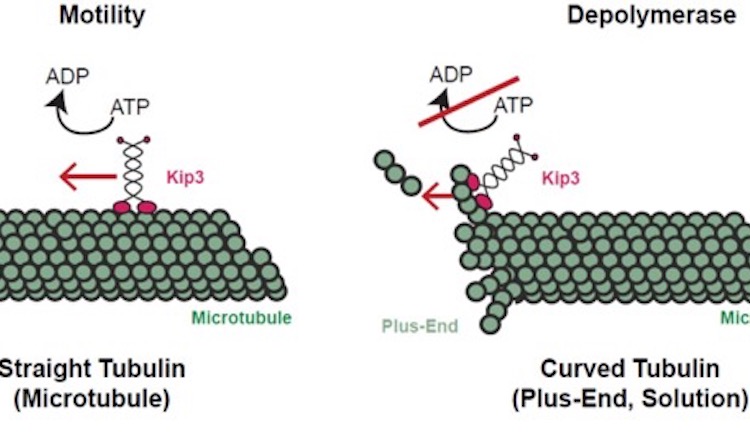 Depolymerase mechanism for a length-dependent microtubule regulator ...