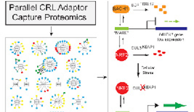 Parallel Adaptor Capture: a new proteomics approach developed by the ...