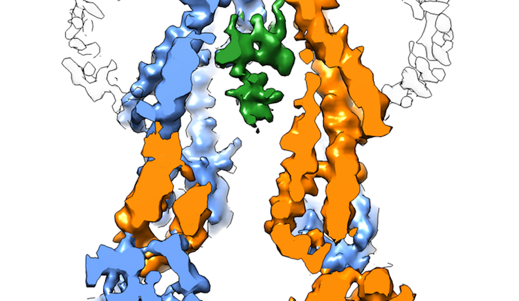 Liao lab uncovers the structural basis for LPS transport by ABC ...